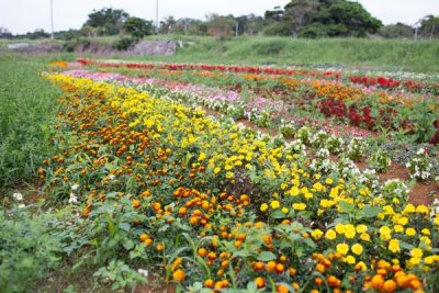 Uchina Farm – Okinawa Hai
