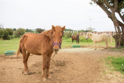Uchina Farm – Okinawa Hai