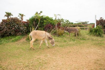 Uchina Farm – Okinawa Hai