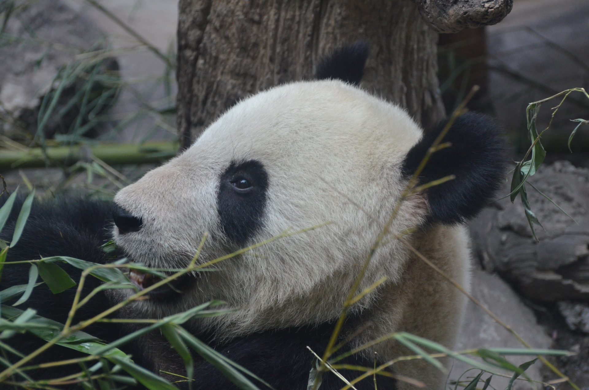 Beijing – Okinawa Hai